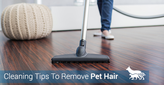 Tips To Completely Remove Pet Hair From Your Home | Royal Building ...