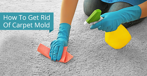 4 Tips To Eliminate Carpet Mold | Royal Building Cleaning Ltd
